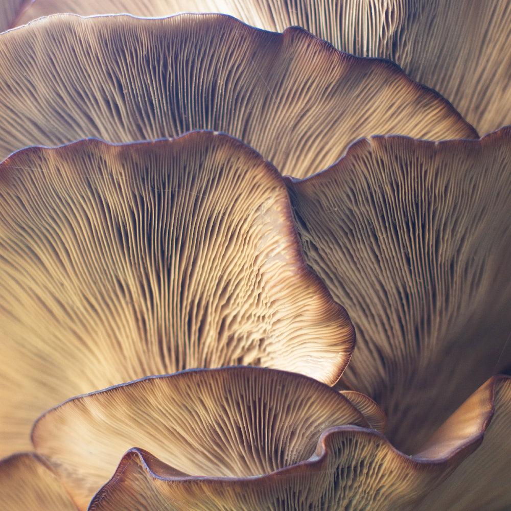 Wat zijn adaptogenen? – High Vibeology